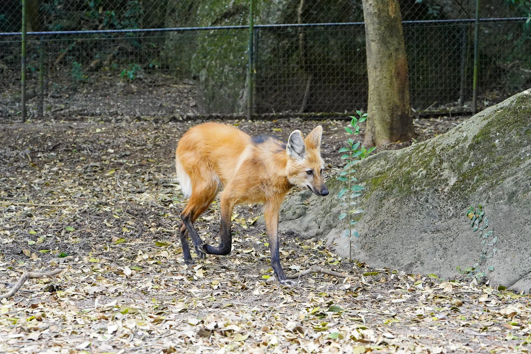 Maned Wolf — Shoalhaven Zoo