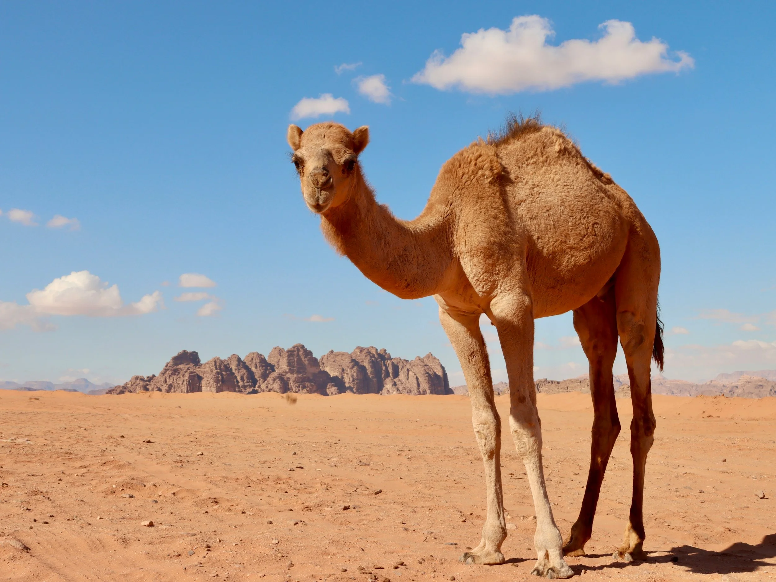 30 Best "Happy Hump Day" Responses — Responsefully