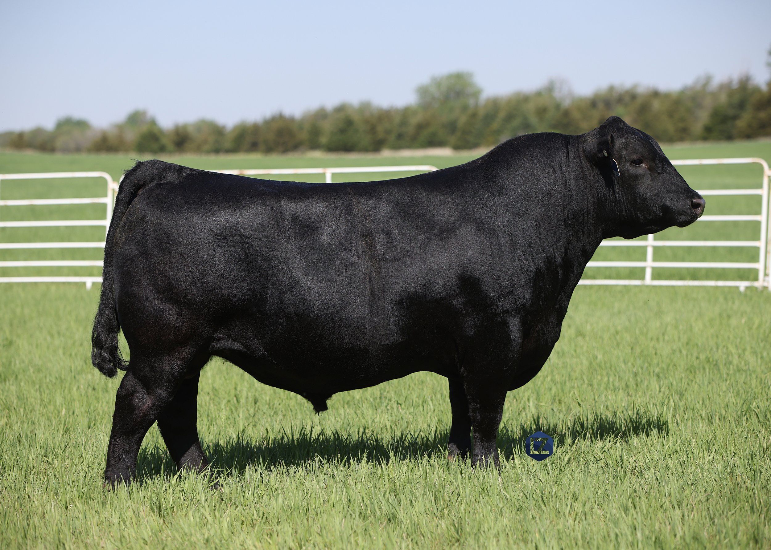 New Bulls — Grimmius Cattle Co.