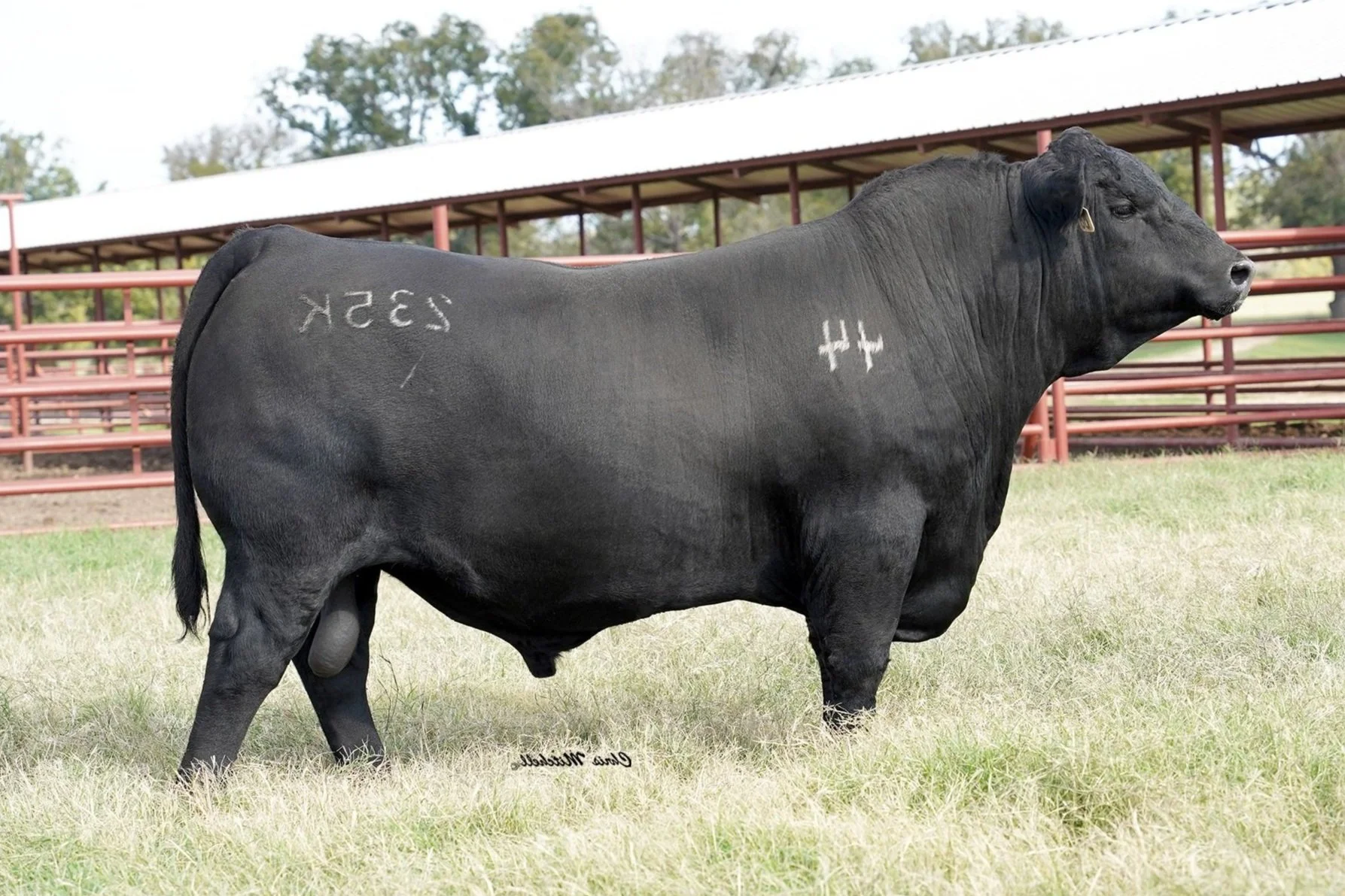 Bull Battery — Grimmius Cattle Co.