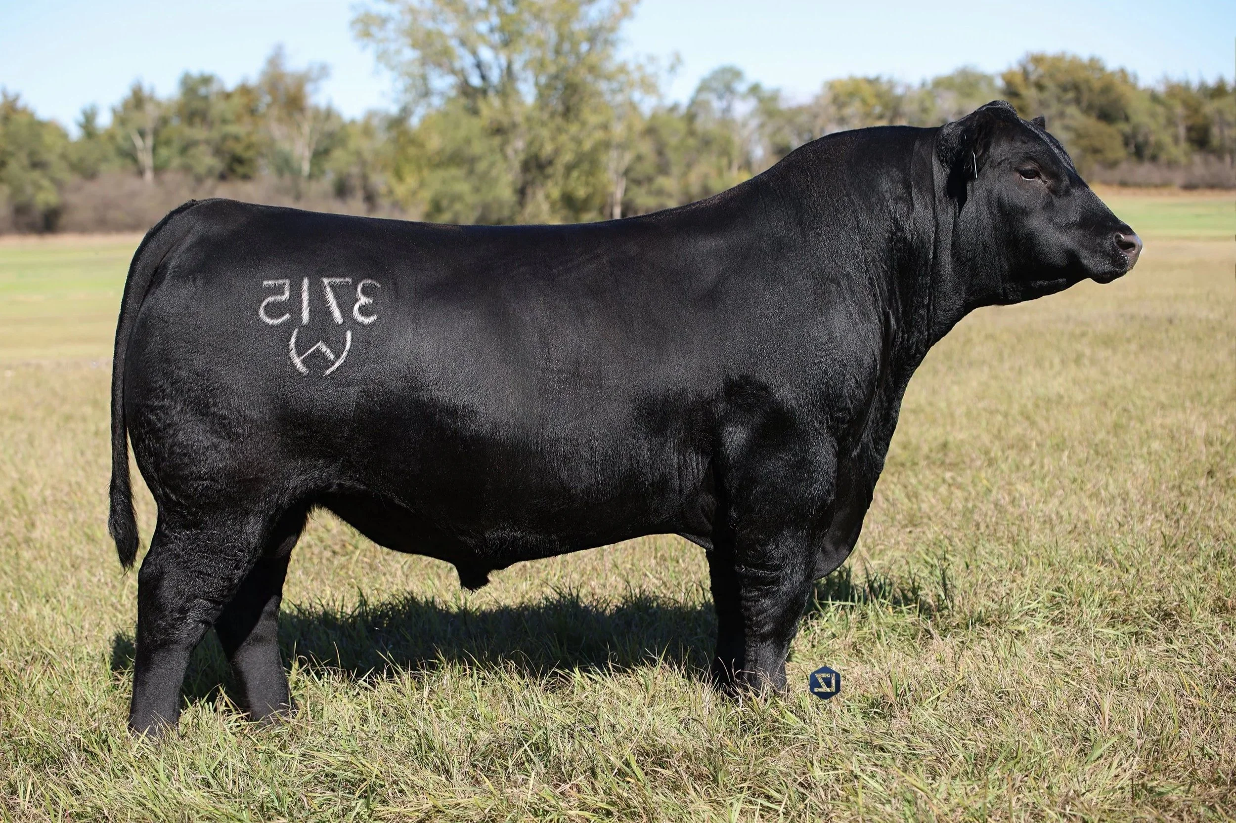 New Bulls — Grimmius Cattle Co.