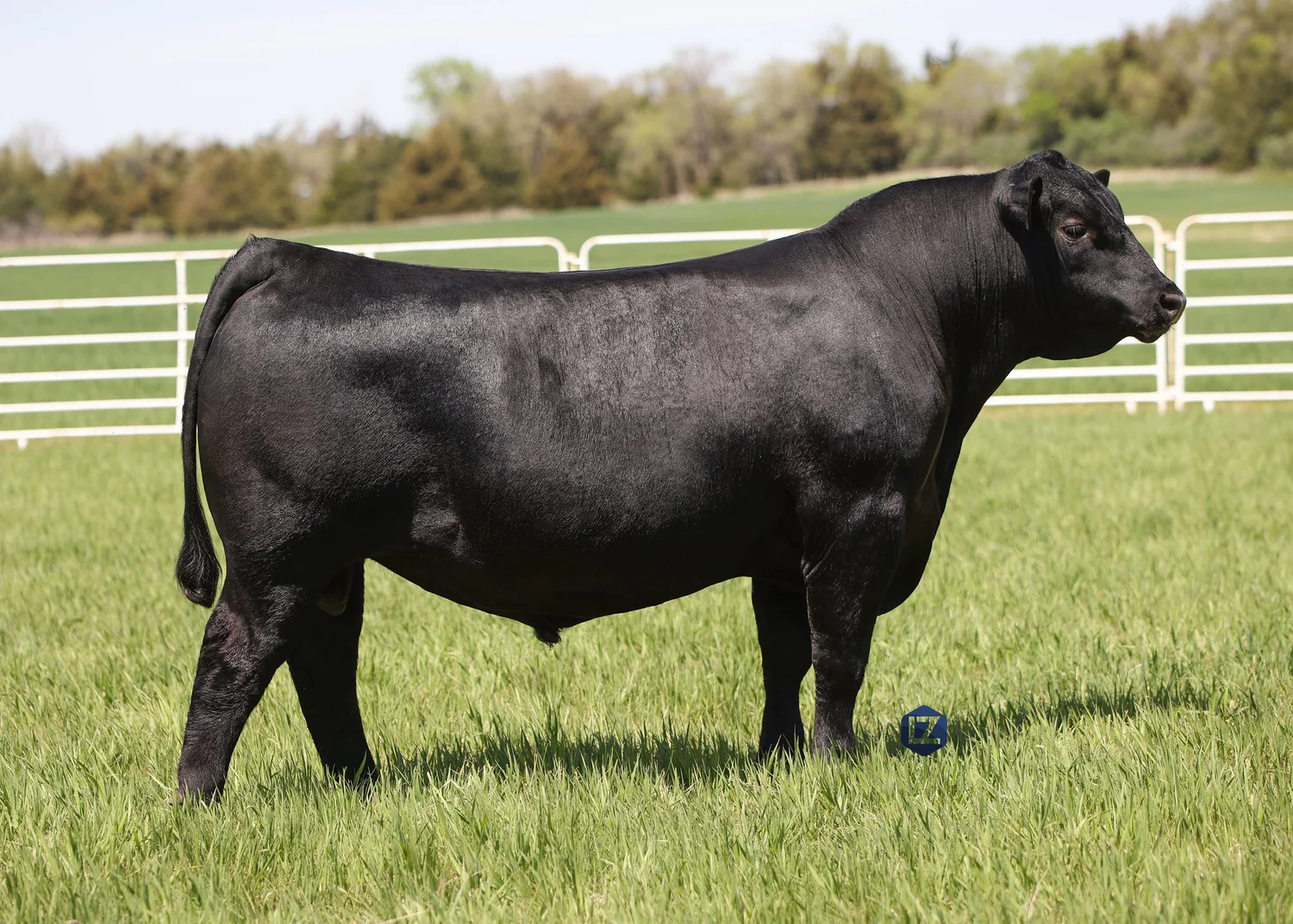 New Bulls — Grimmius Cattle Co.