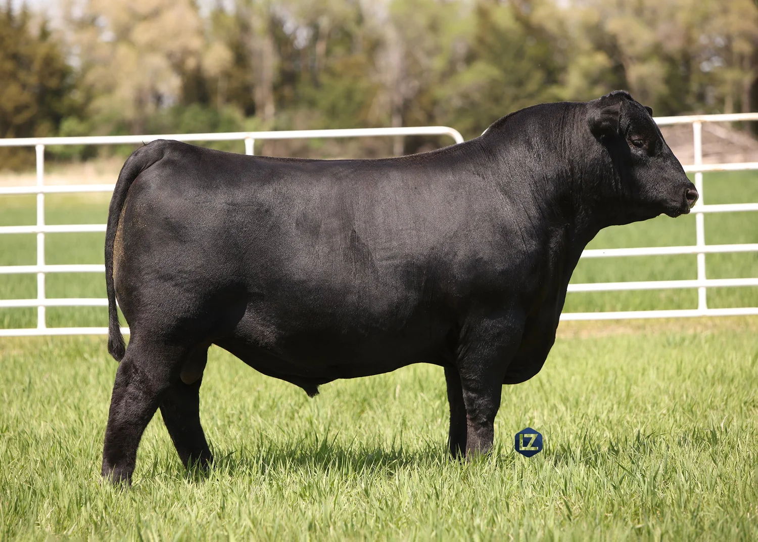 New Bulls — Grimmius Cattle Co.