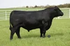 New Bulls — Grimmius Cattle Co.
