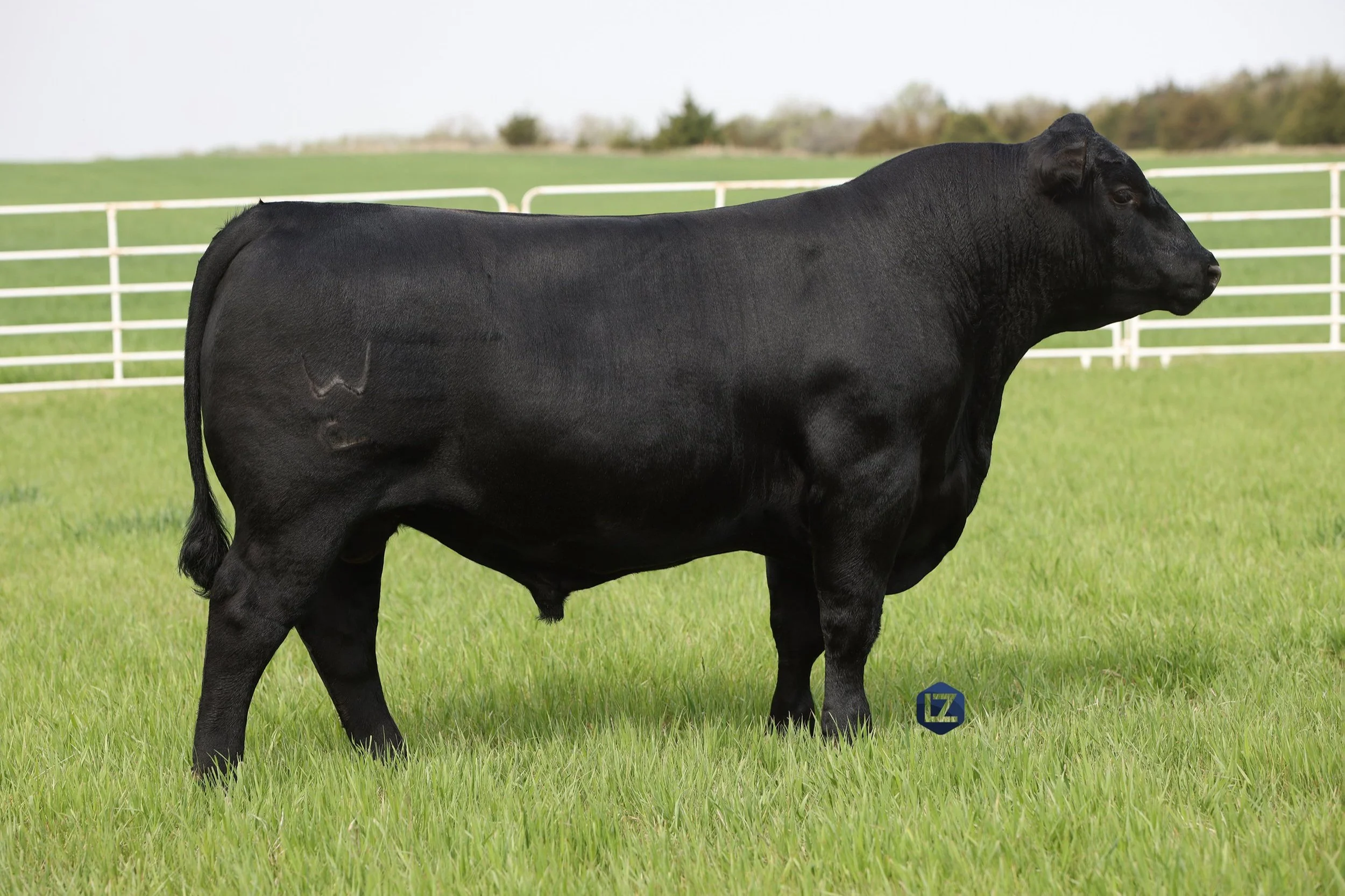 New Bulls — Grimmius Cattle Co.
