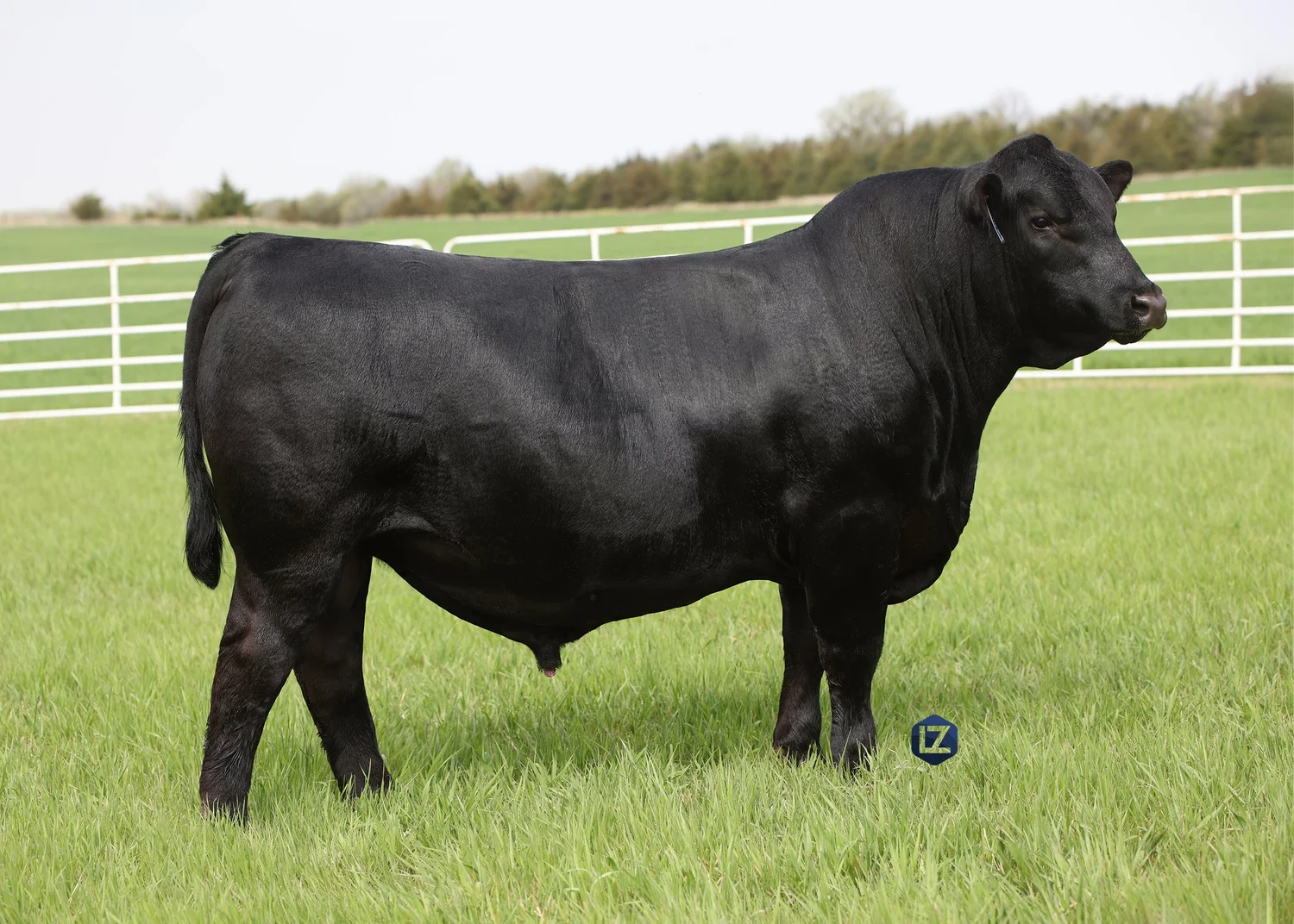 New Bulls — Grimmius Cattle Co.
