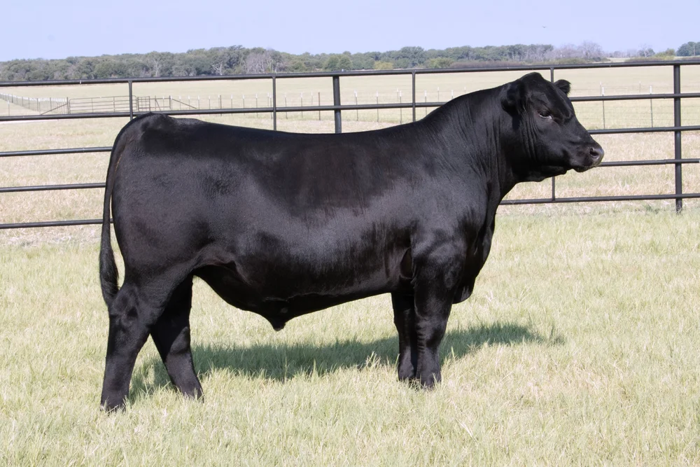 New Bulls — Grimmius Cattle Co.