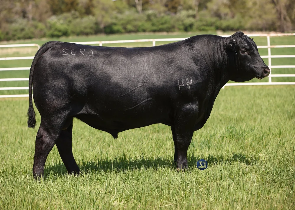 New Bulls — Grimmius Cattle Co.