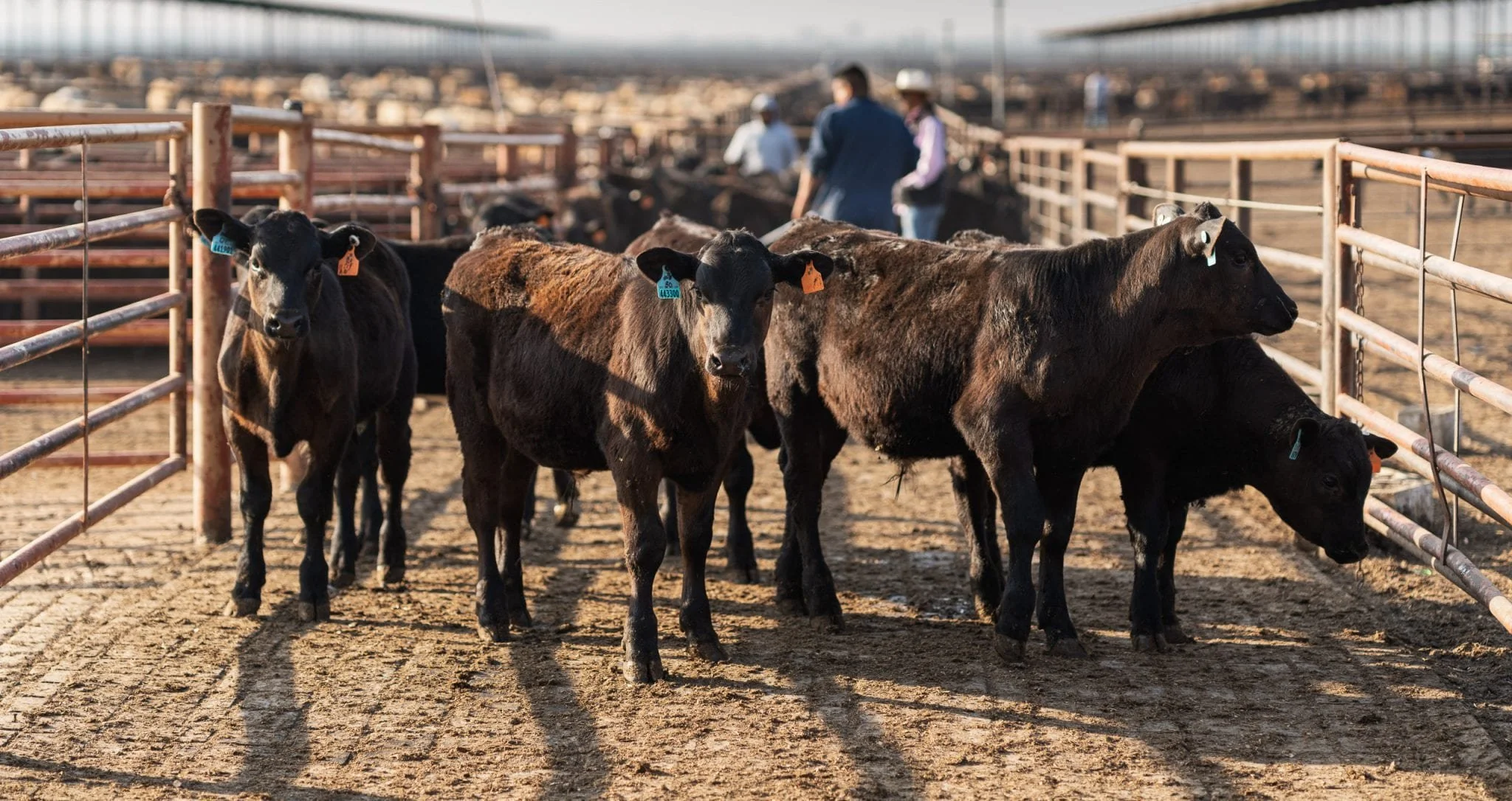 About — Grimmius Cattle Co.