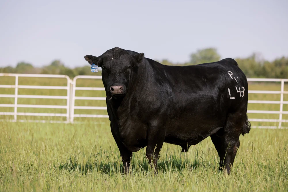 New Bulls — Grimmius Cattle Co.