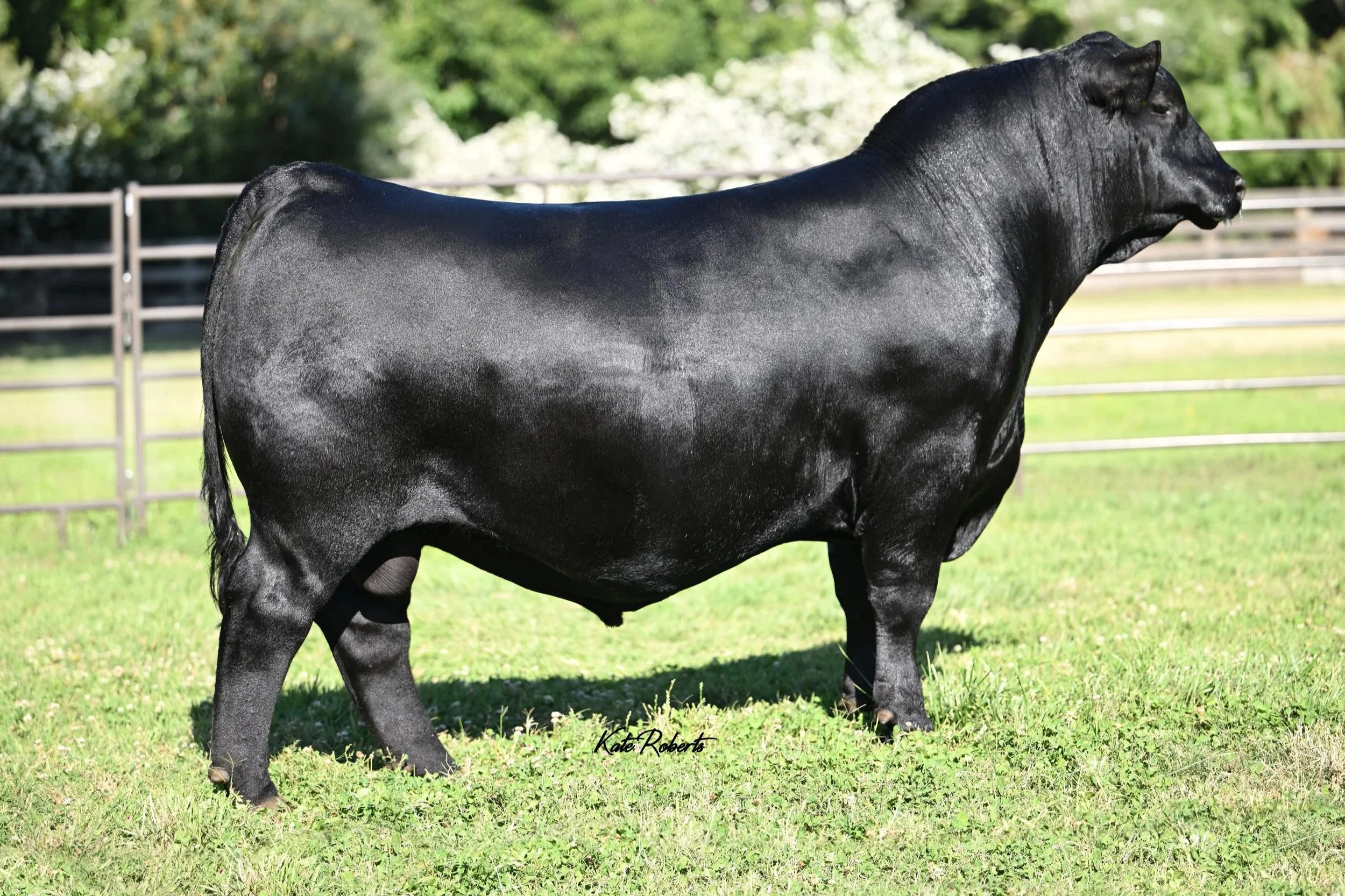 New Bulls — Grimmius Cattle Co.