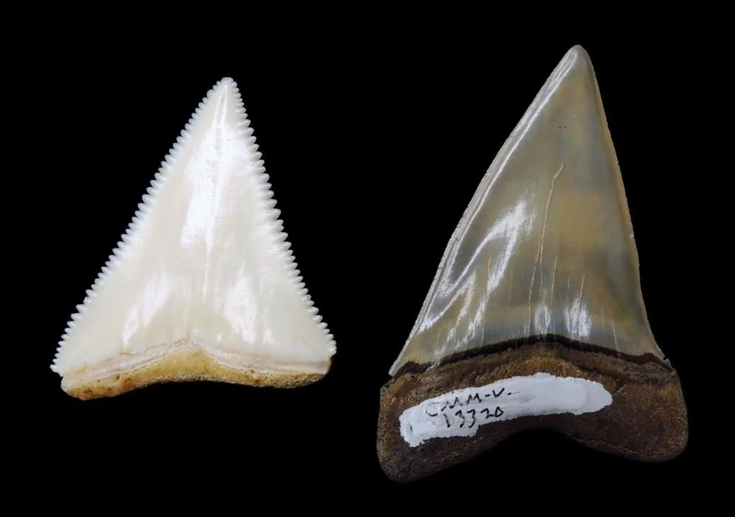 Tooth Be Told: Prehistoric Sharks Didn’t Need Serrations to Snack on ...