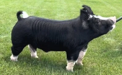 BERKSHIRE — North Iowa Boar Stud