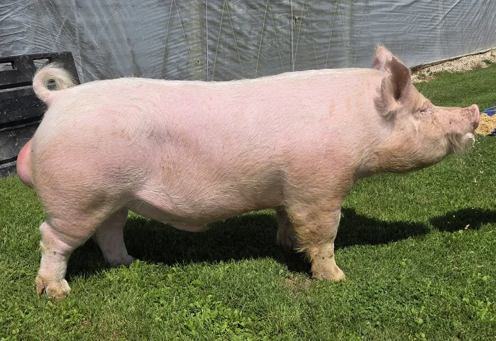 WJH4 Old Joe 84-2 — North Iowa Boar Stud