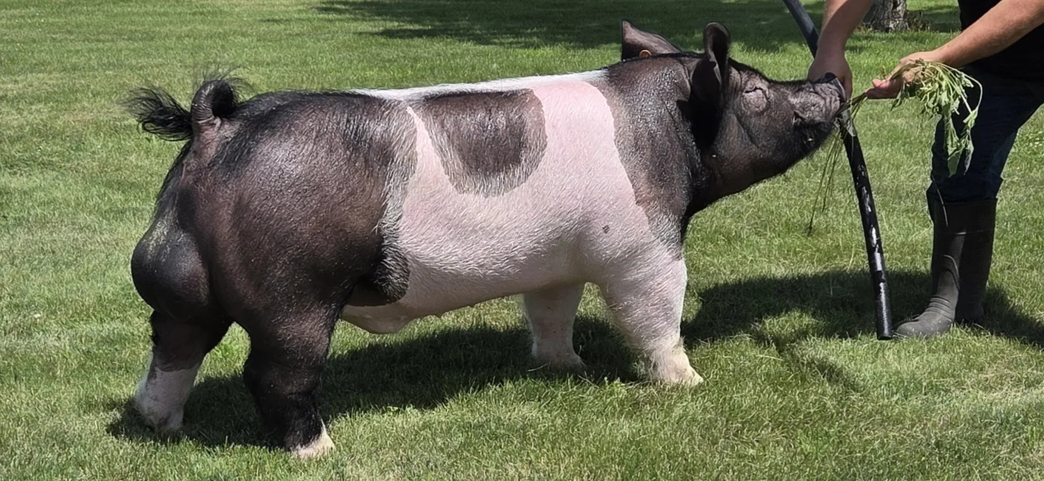 CROSS — North Iowa Boar Stud