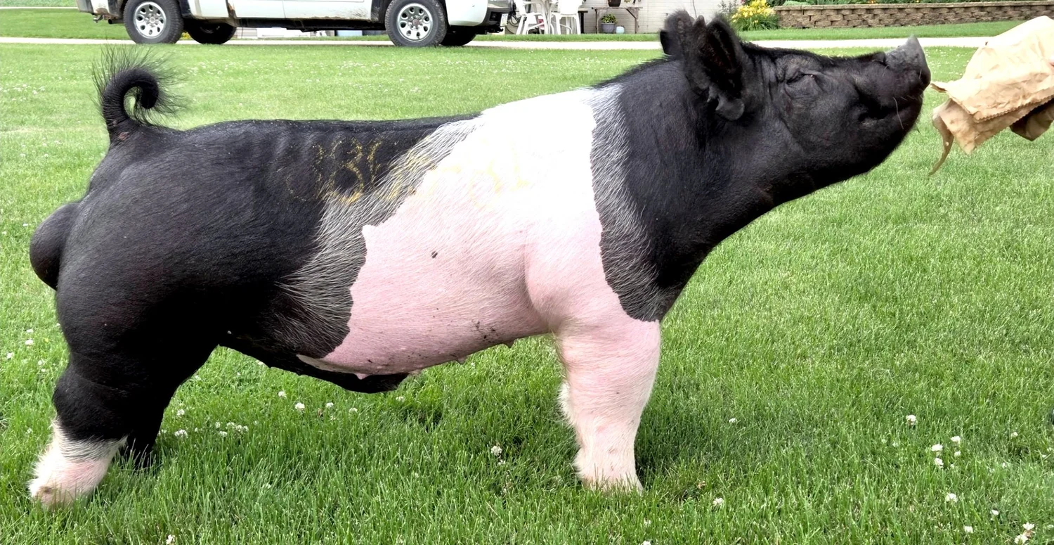 THOR 220-4 — North Iowa Boar Stud