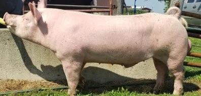 North Iowa Boar Stud