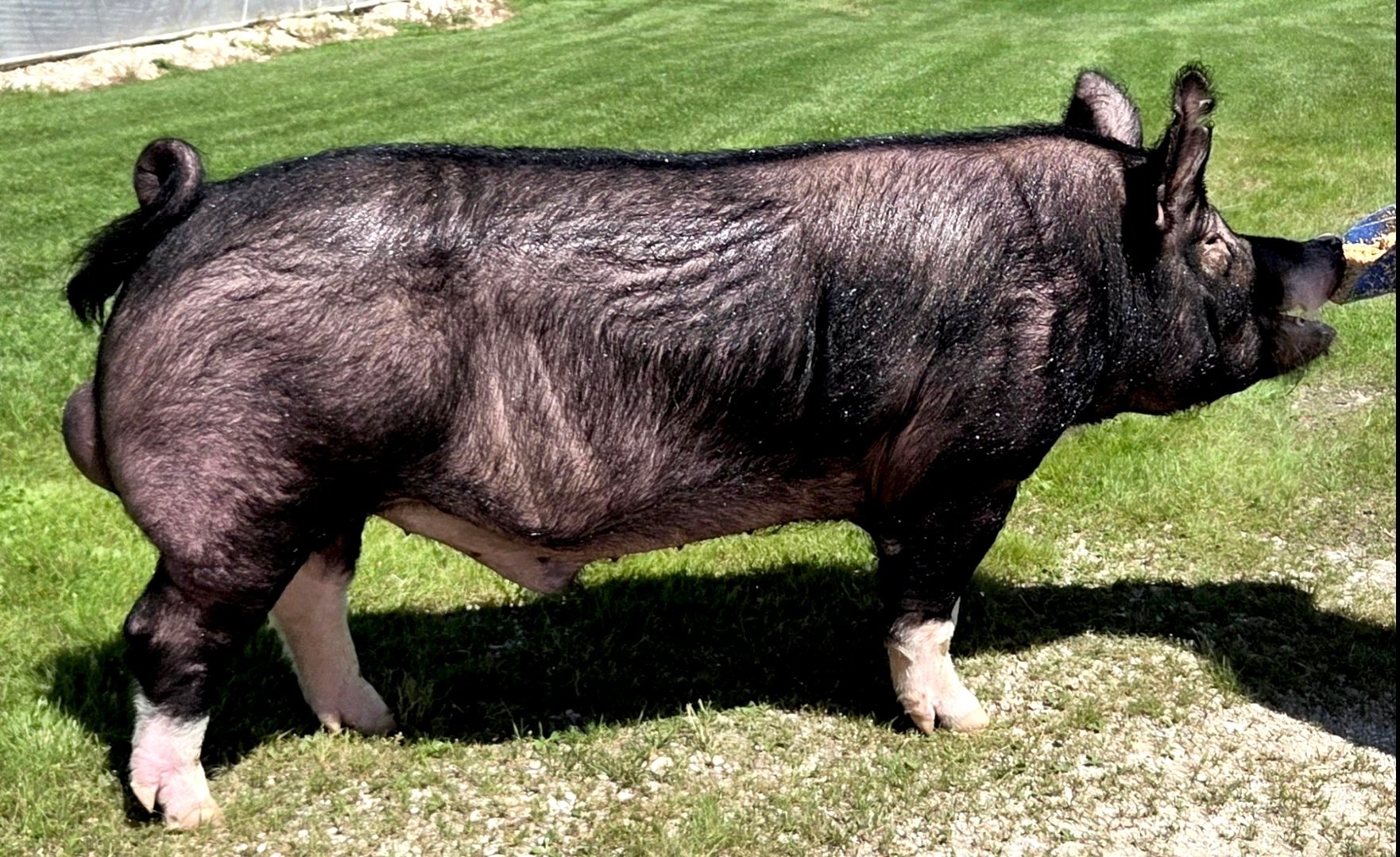North Iowa Boar Stud