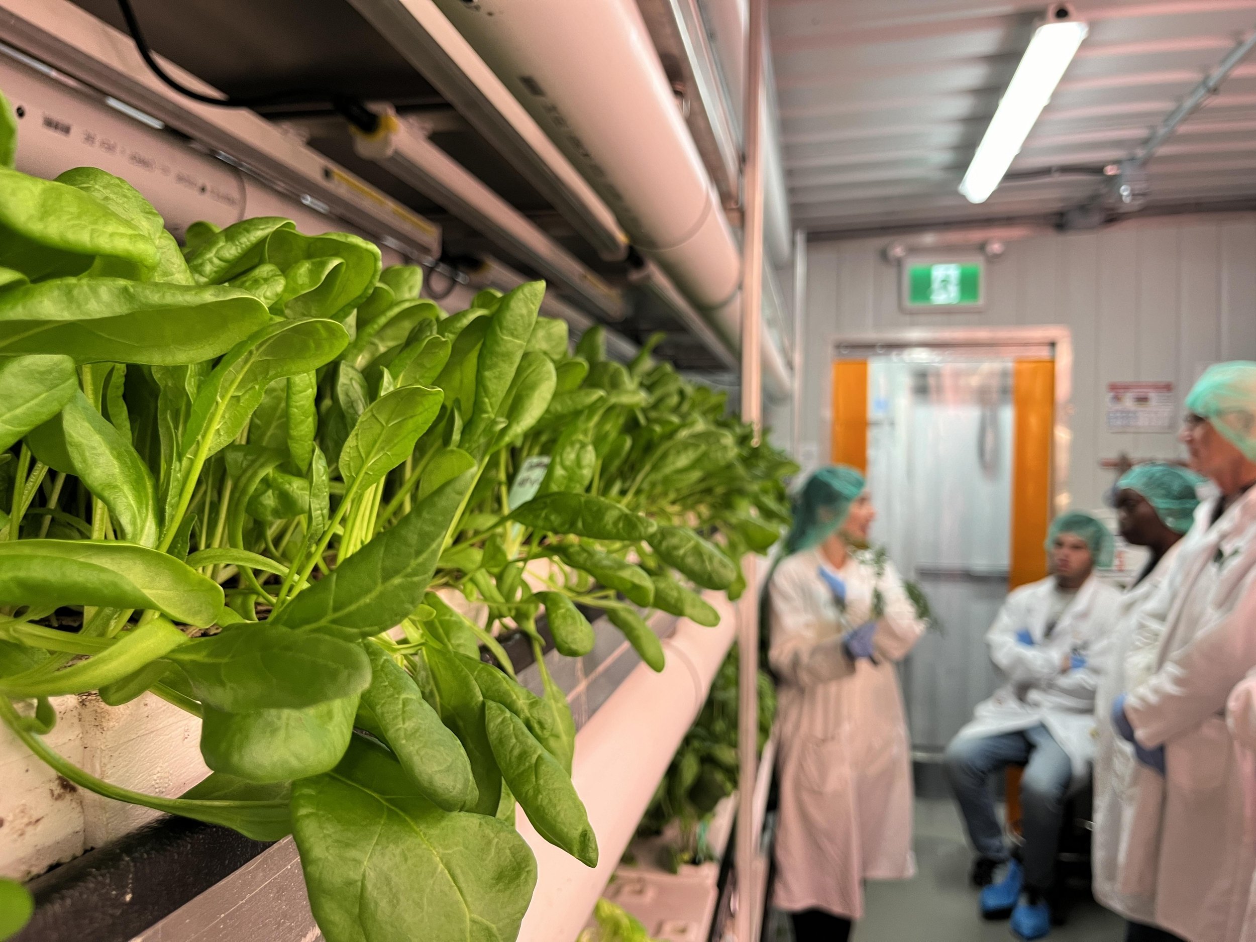 Smaller Spinach, Bigger Yields: Growing Baby Spinach in a Modular ...