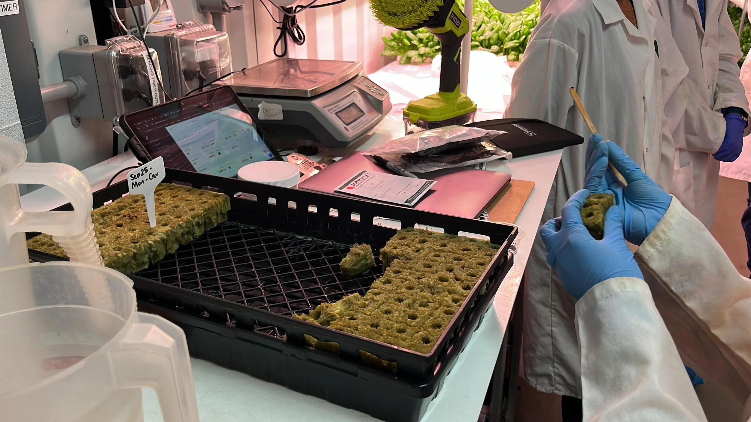 Smaller Spinach, Bigger Yields: Growing Baby Spinach in a Modular ...