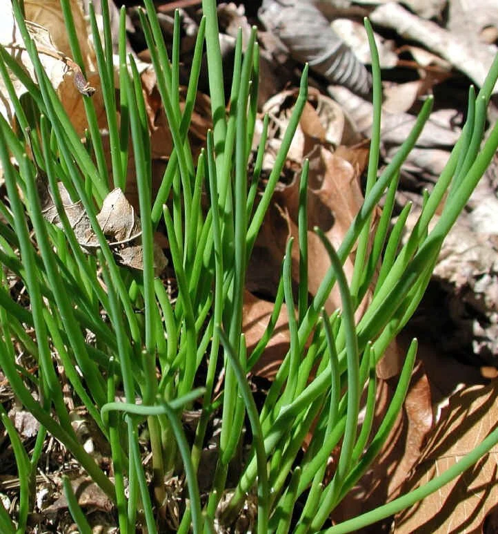 20 Indigenous Crops That Can Be Grown in a Container Farm — The Growcer