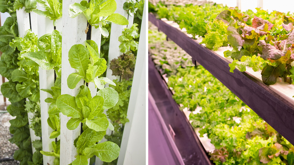 Horizontal vs. Vertical Stacking in Hydroponic Farms — The Growcer