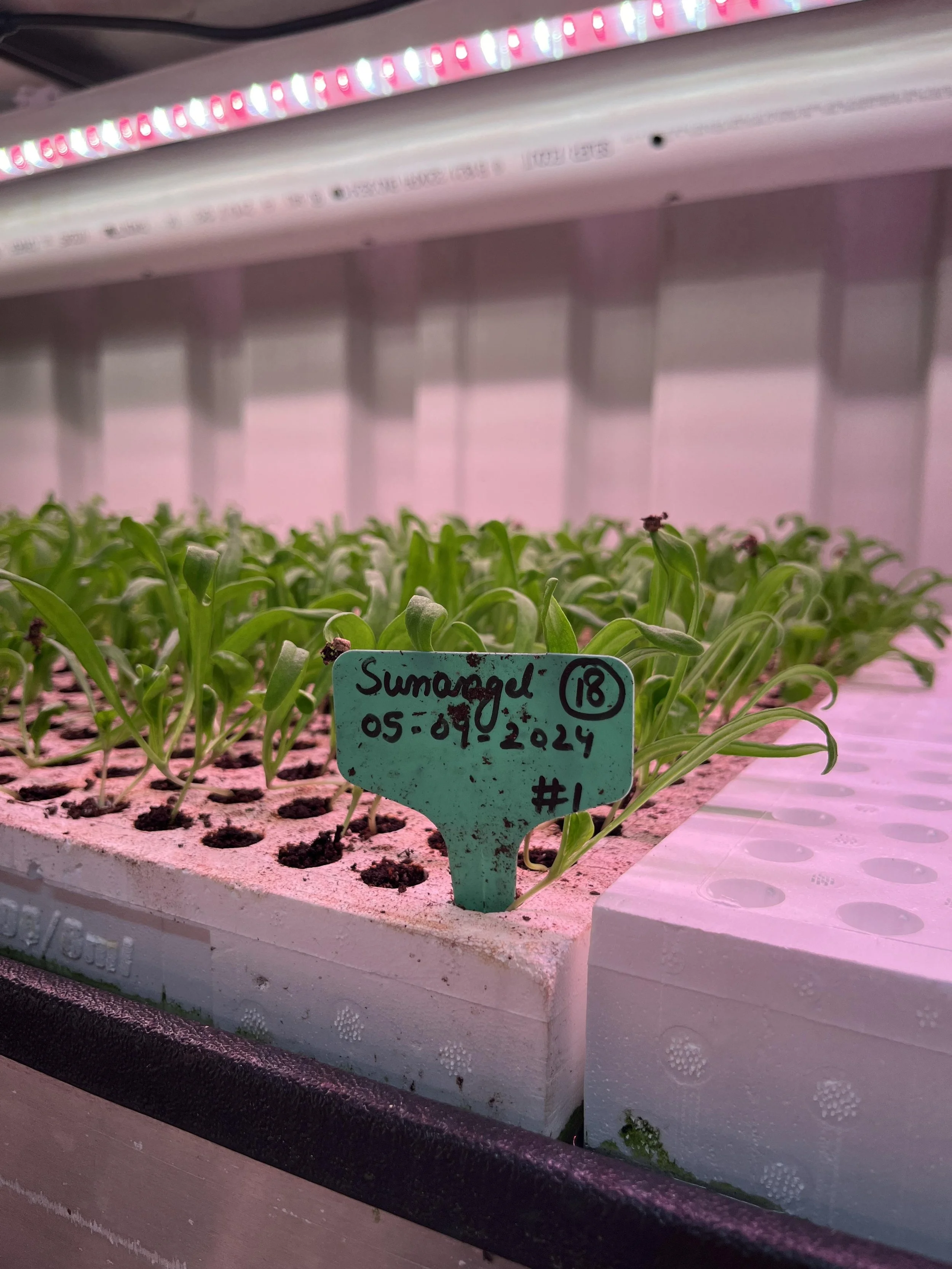 Smaller Spinach, Bigger Yields: Growing Baby Spinach in a Modular ...