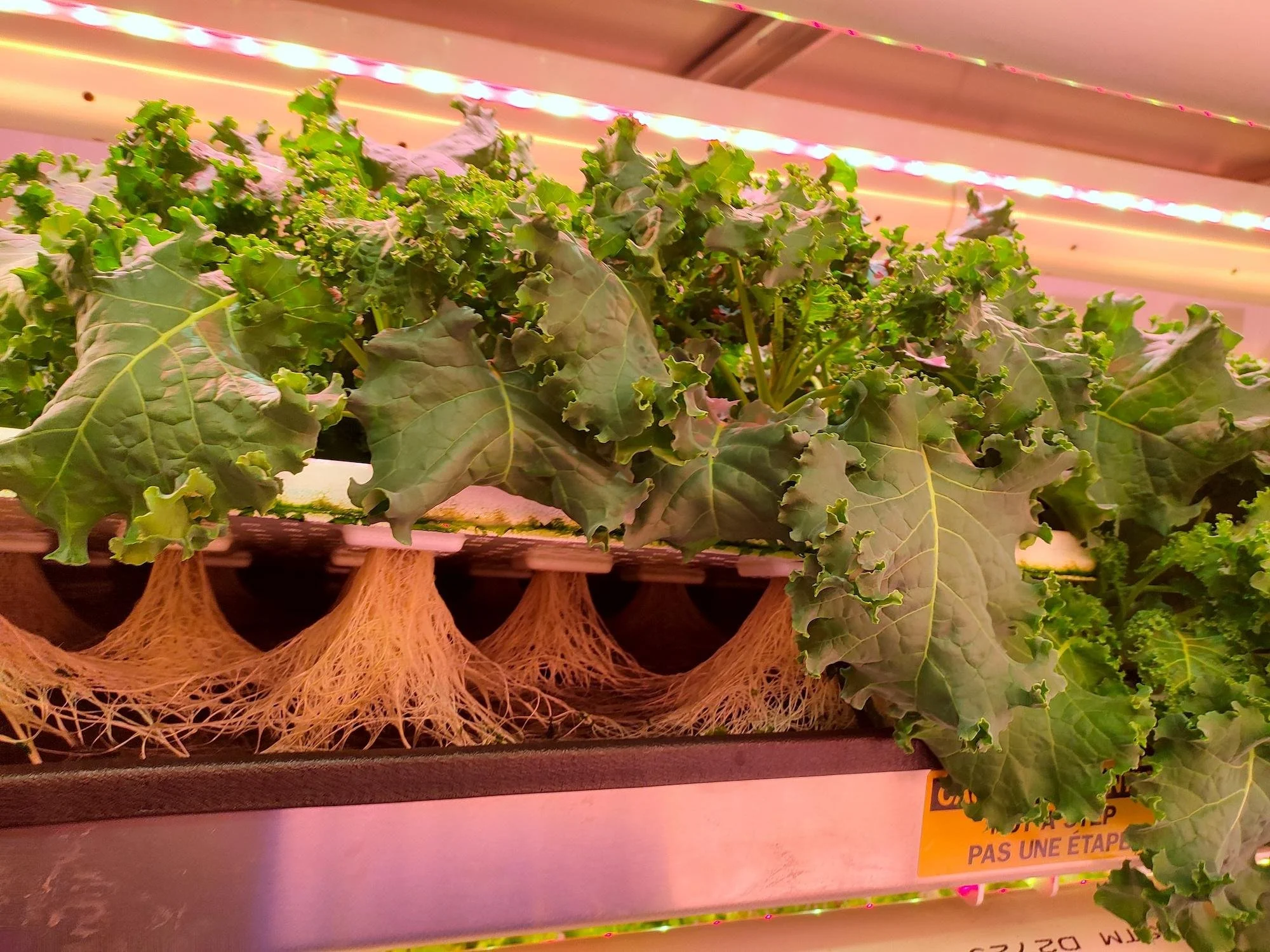 Revolutionizing Campus Agriculture: How Durham College Tackles Food ...