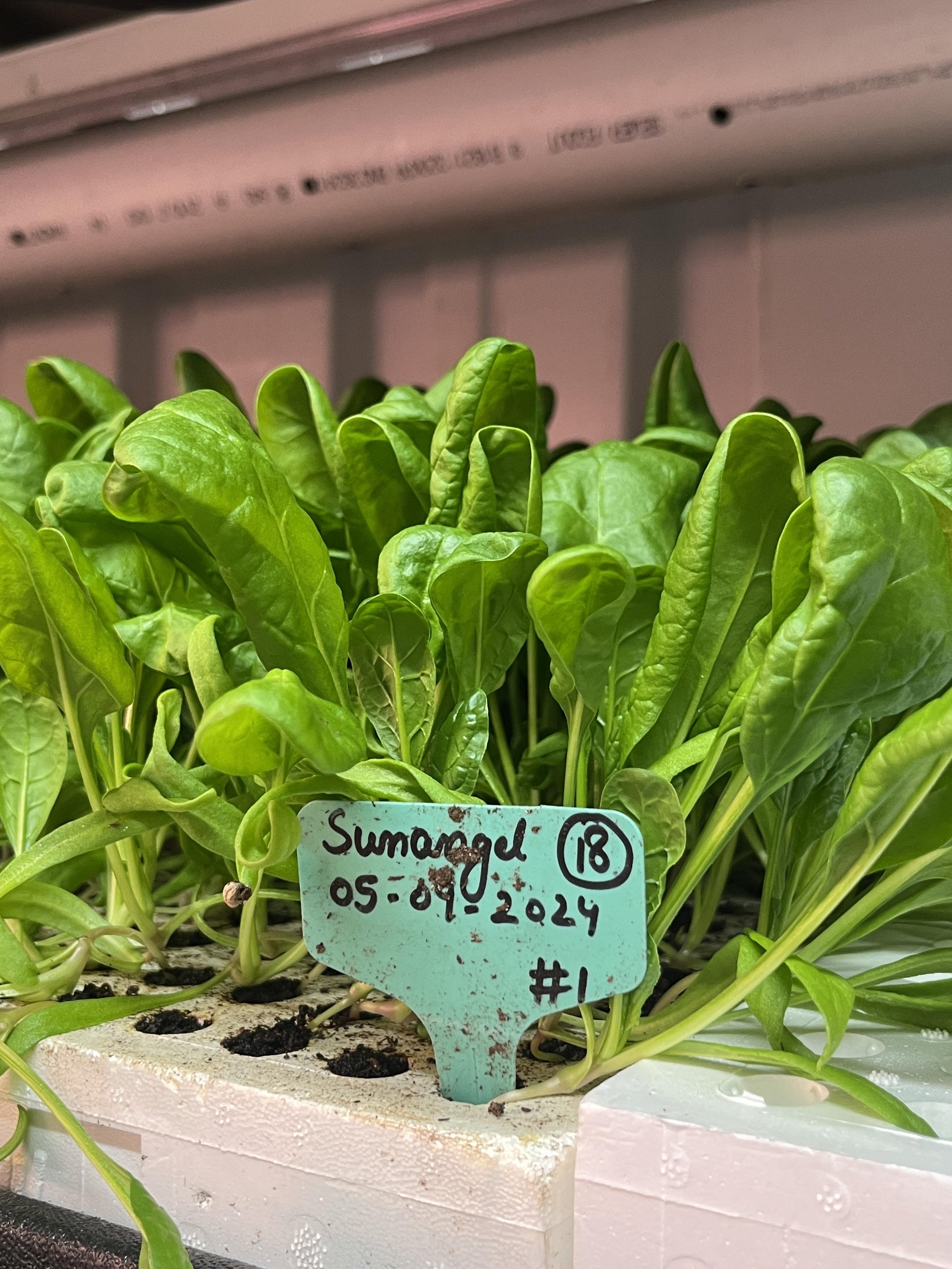 Smaller Spinach, Bigger Yields: Growing Baby Spinach in a Modular ...