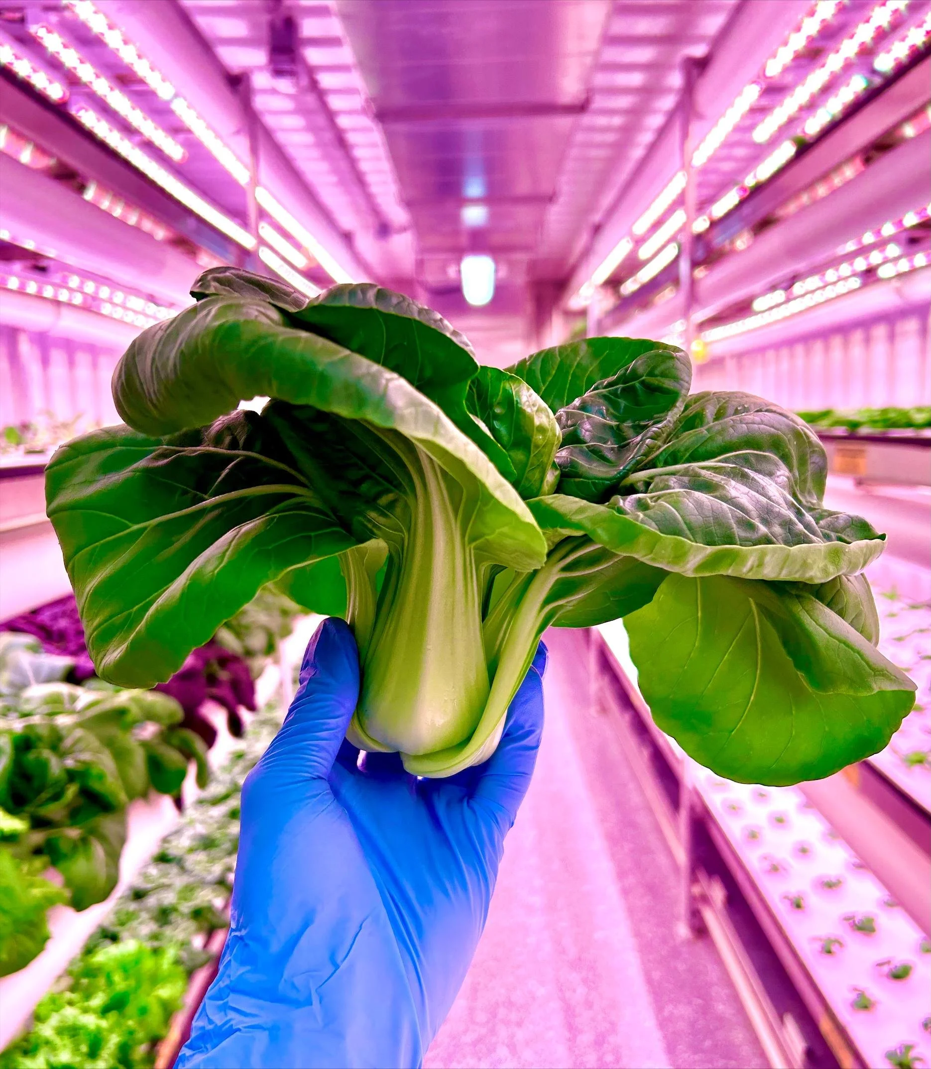 Mnogin Greenhouse: Empowering Food Sovereignty and Economic Growth in ...