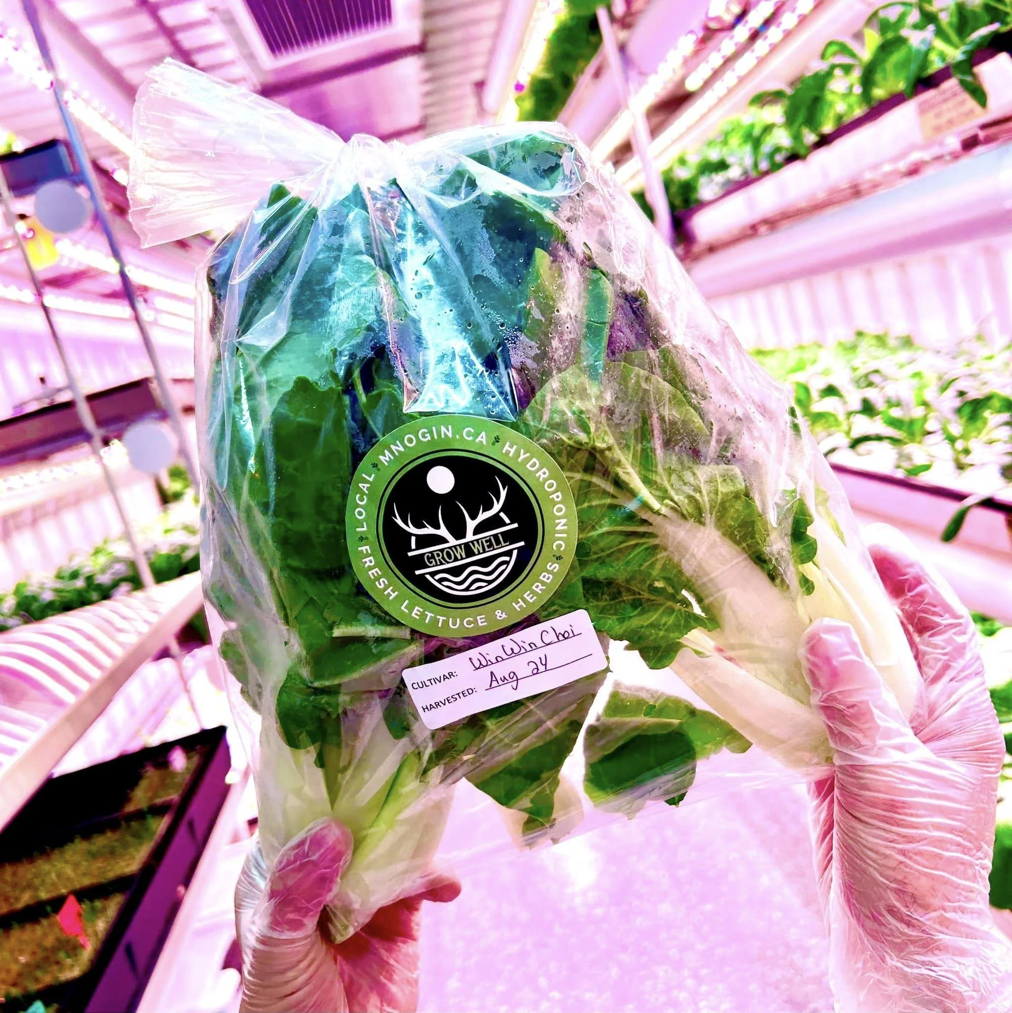 Mnogin Greenhouse: Empowering Food Sovereignty and Economic Growth in ...