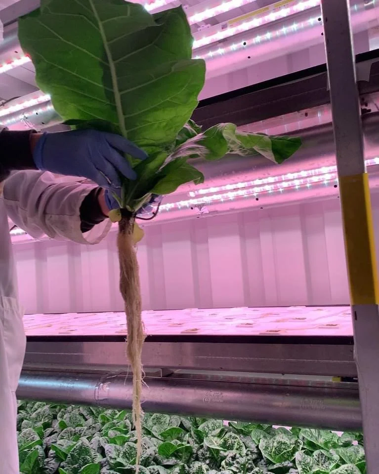 Growing Tobacco and Other Experimental Crops in a Modular Vertical Farm ...