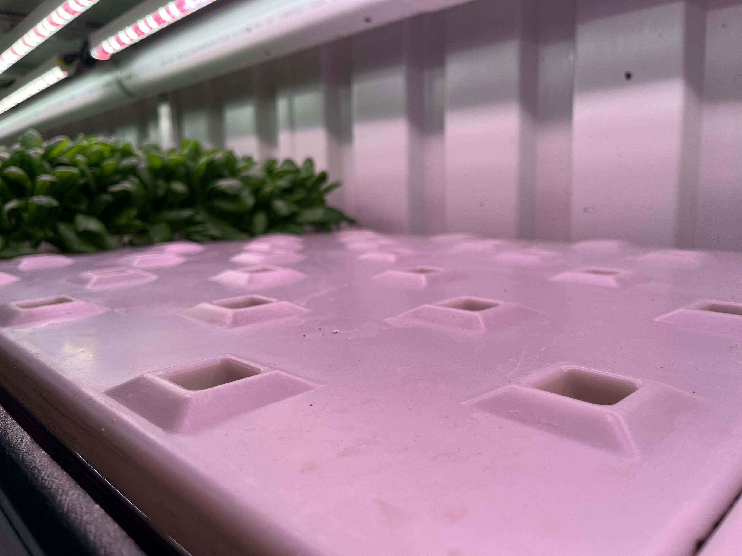 Smaller Spinach, Bigger Yields: Growing Baby Spinach in a Modular ...