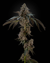 Home — Redemption Botanicals