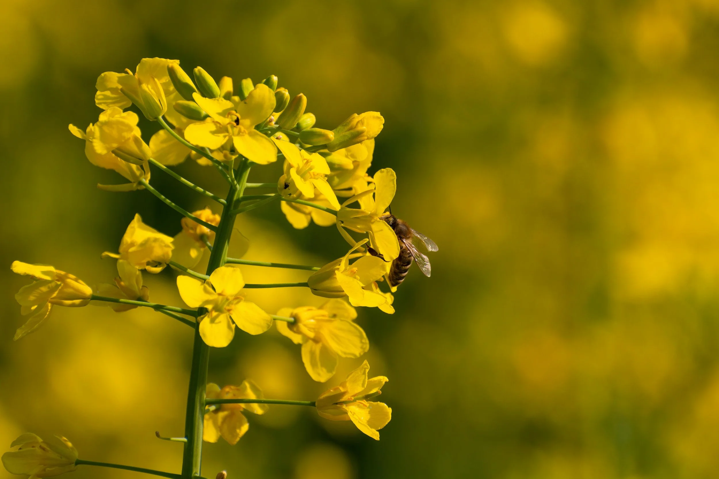About Us — AASLA | Alberta Association of Surface Land Agents