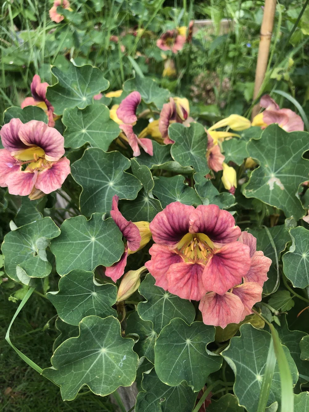 Missenden Seeds