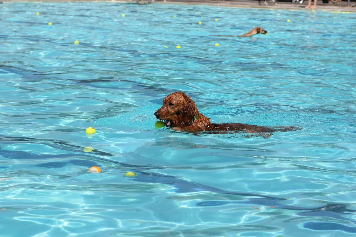Sabino Canyon Pet Resort - Contact Us - Sabino Canyon Pet Resort