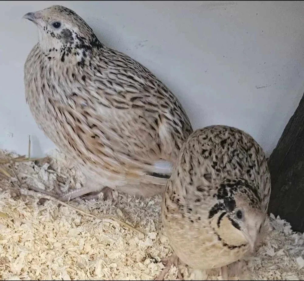 Shop — West Yorkshire Quails