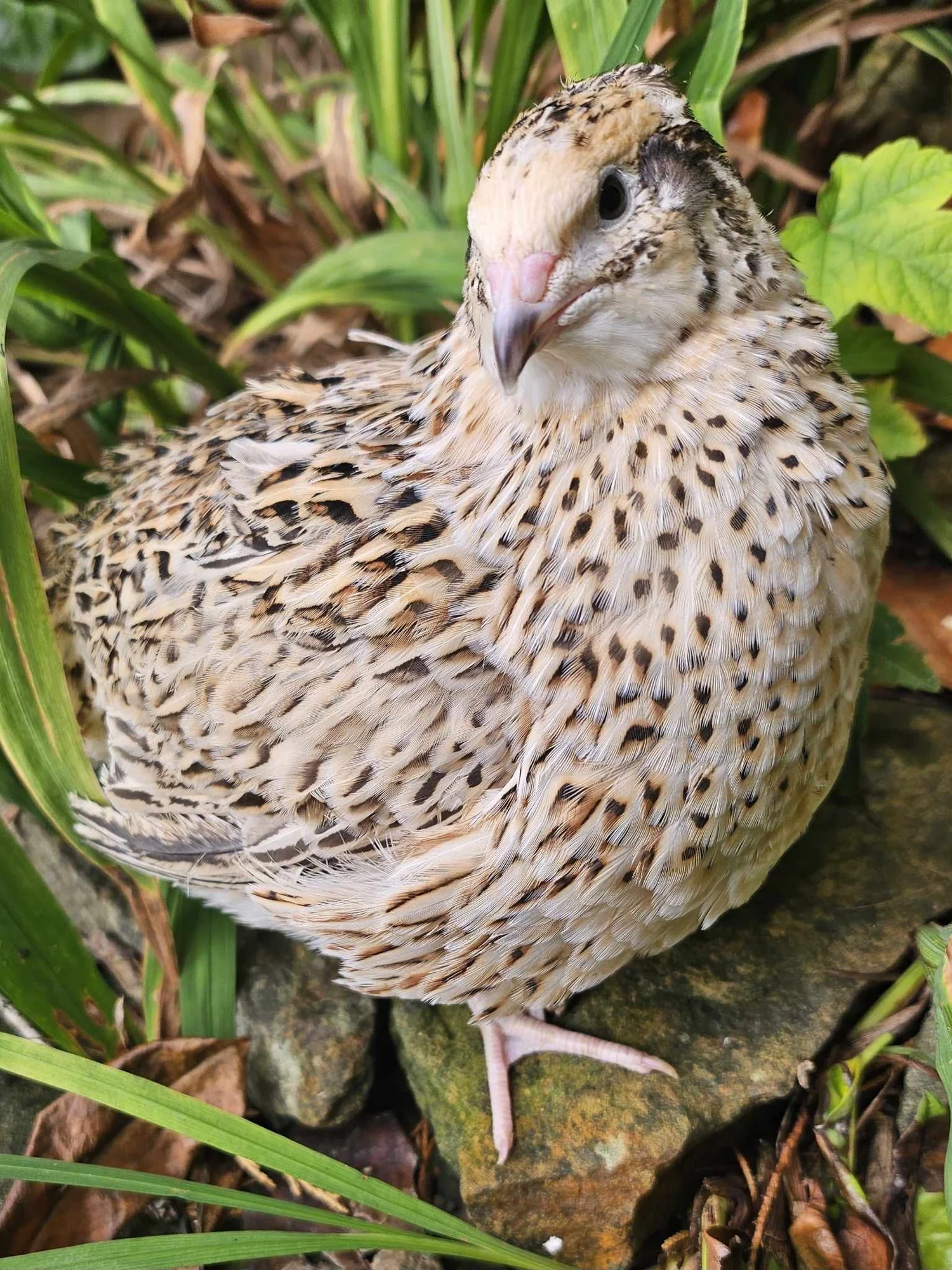 Shop — West Yorkshire Quails