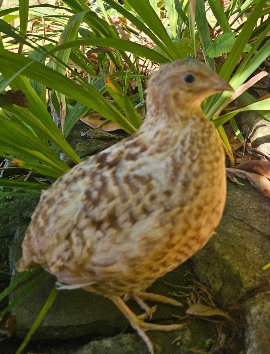 Shop — West Yorkshire Quails