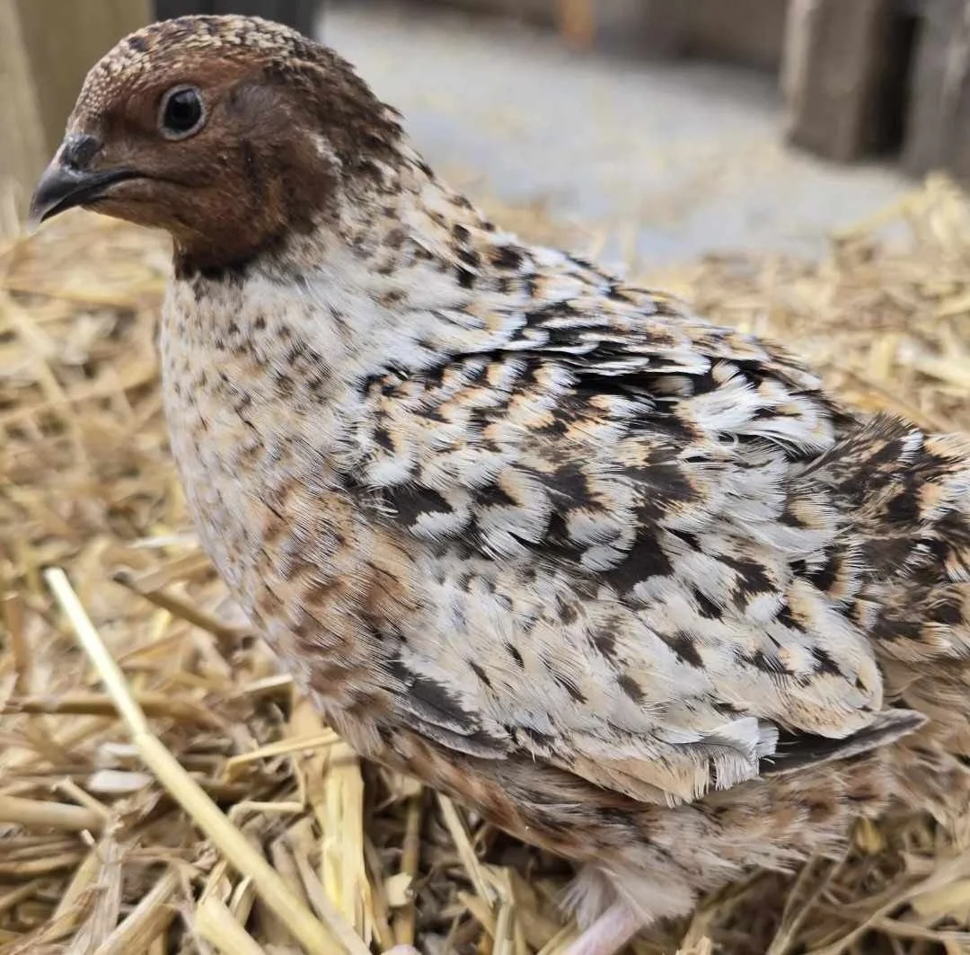 Shop — West Yorkshire Quails