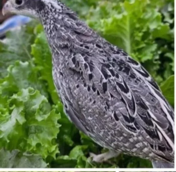 Shop — West Yorkshire Quails