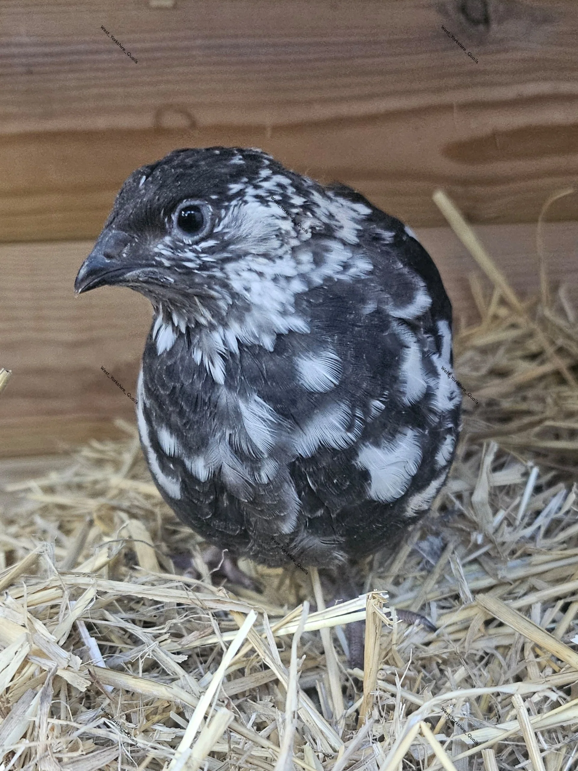Shop — West Yorkshire Quails
