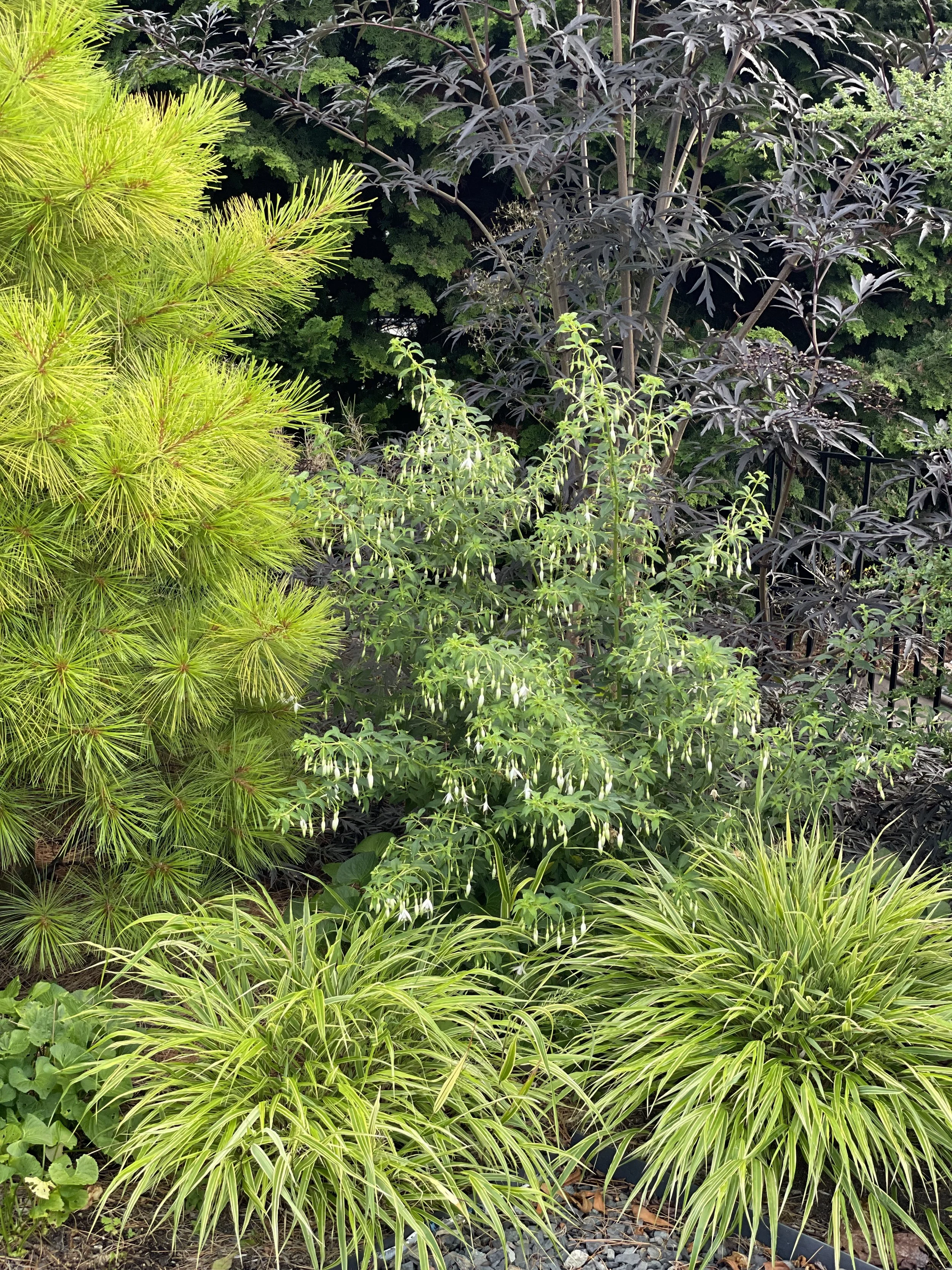 Fine Gardening — Jolis Jardin Fine Gardening & Design