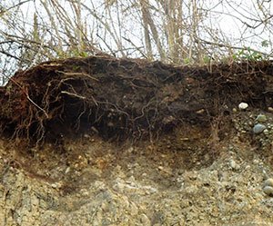 The Dirt on Soil, Compost, and Mulch in Seattle — APLDWA