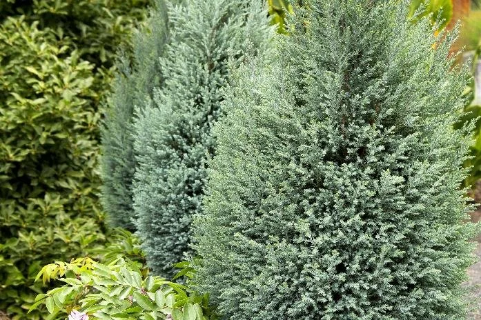 Small Backyard Designs: Add Evergreen Conifers to Your Seattle Garden ...