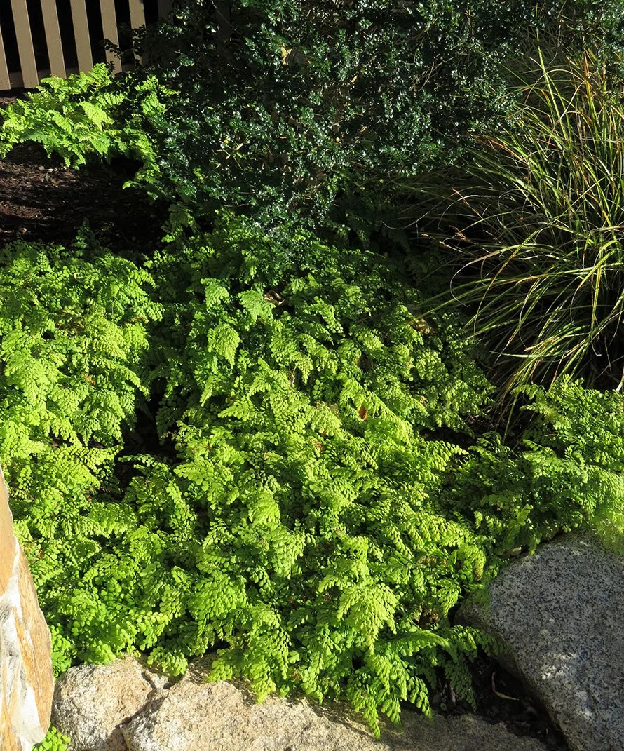 Small Backyard Designs: Great Groundcovers for Your Seattle Garden — APLDWA