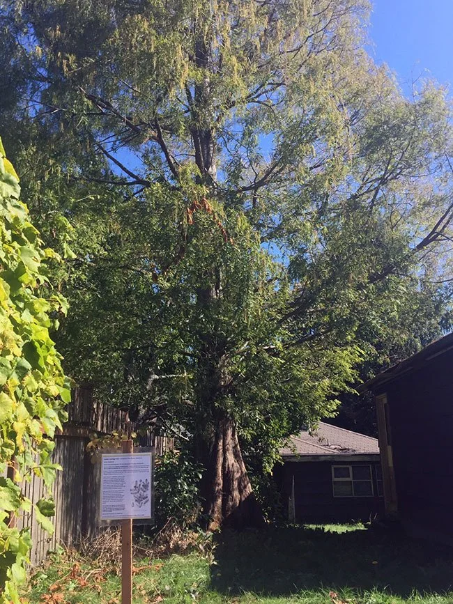 Trees For Keeps — APLDWA