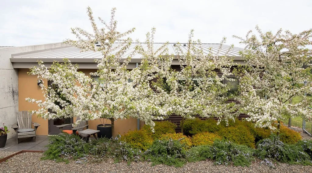 Got Birds? Seattle Landscape Designers Offer Tips for Creating Avian ...