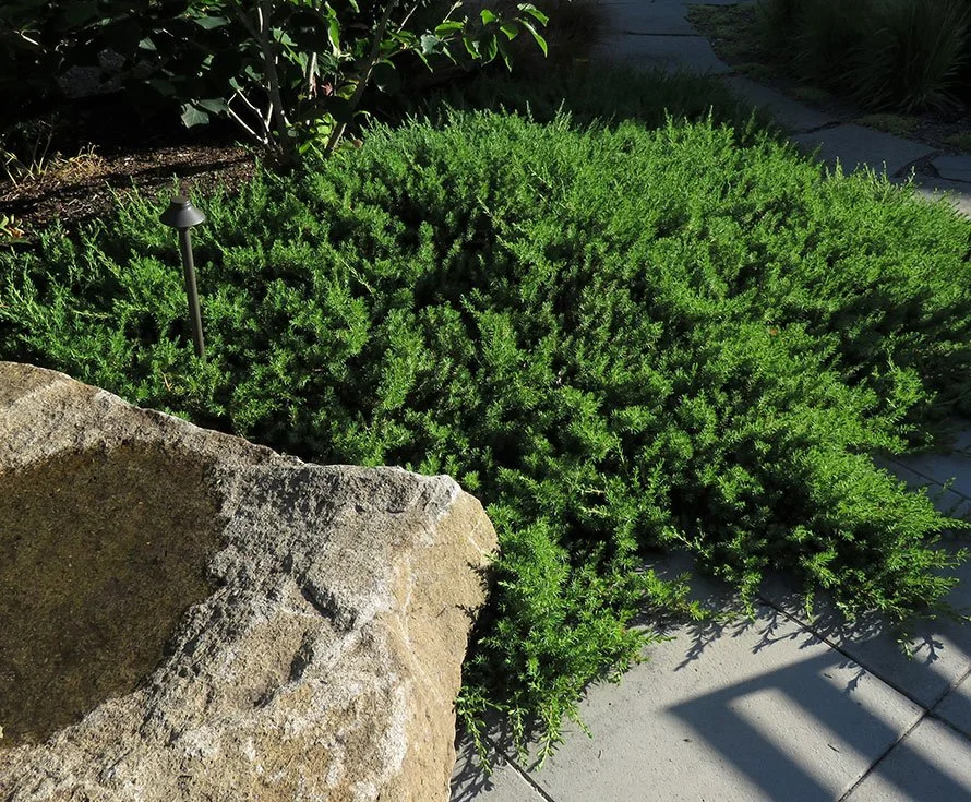 Small Backyard Designs: Great Groundcovers for Your Seattle Garden — APLDWA